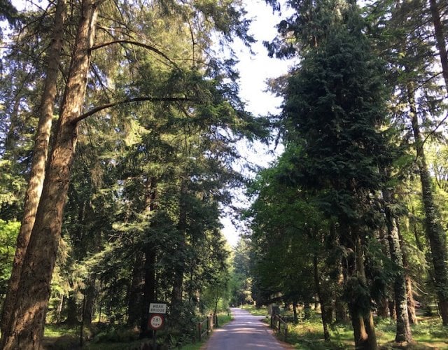 Top 10 Picnic Spots in the New Forest | New Forest Escapes