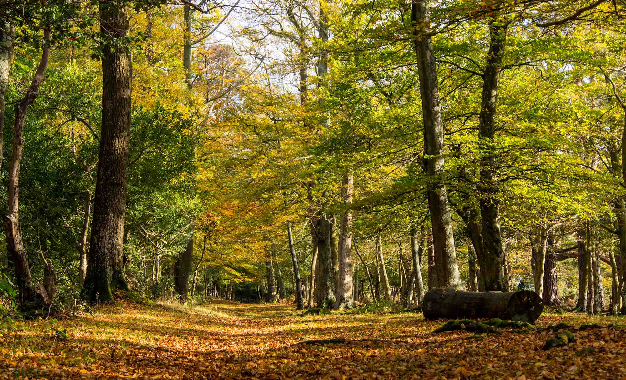 Our Guide to Getting Lost and Enjoying It | New Forest Escapes