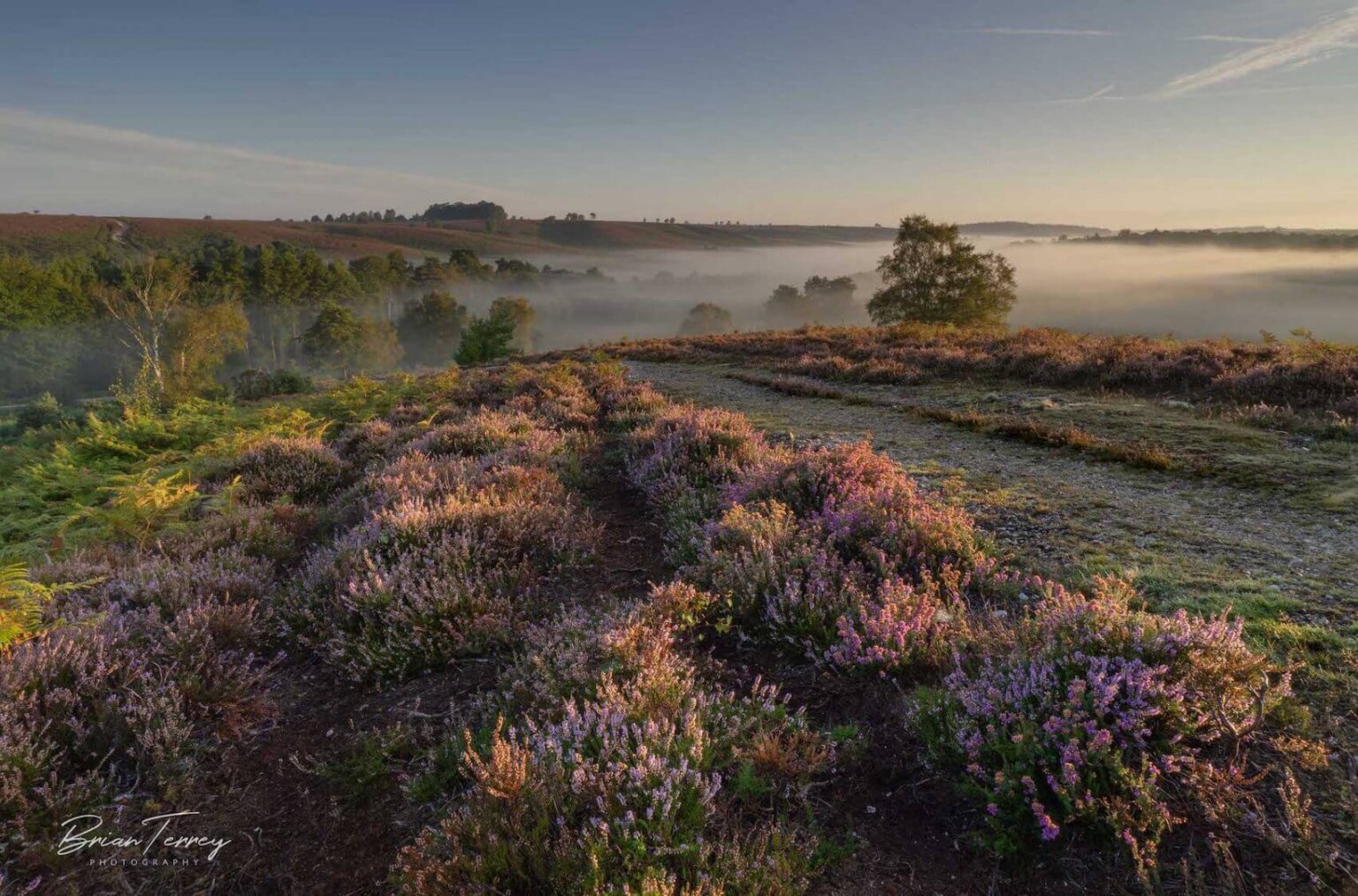 Insider's Guide to the Northern New Forest | New Forest Escapes