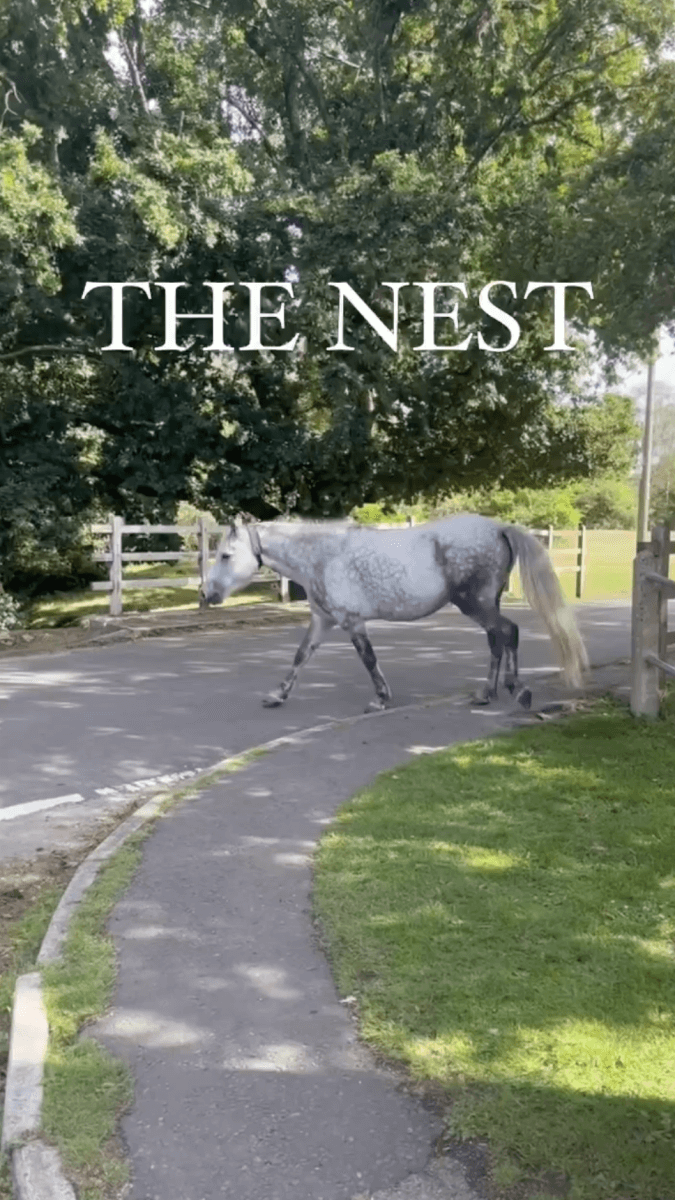 The Nest | Holiday Cottage in Brockenhurst | New Forest Escapes