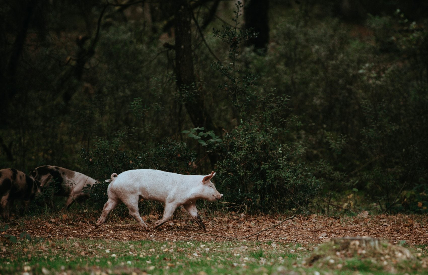 Where to See Pigs in the New Forest | New Forest Escapes
